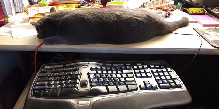 SLIDESHOW: Check out these cool cats on National Cat Day ...